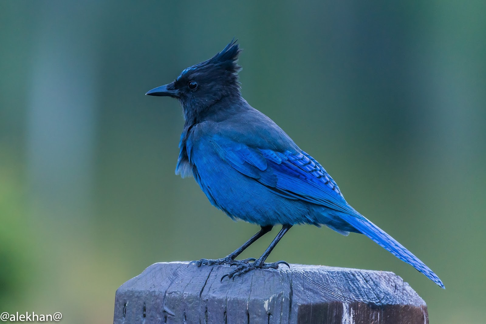 Pájaros, Pajarracos: Chara crestada (US)