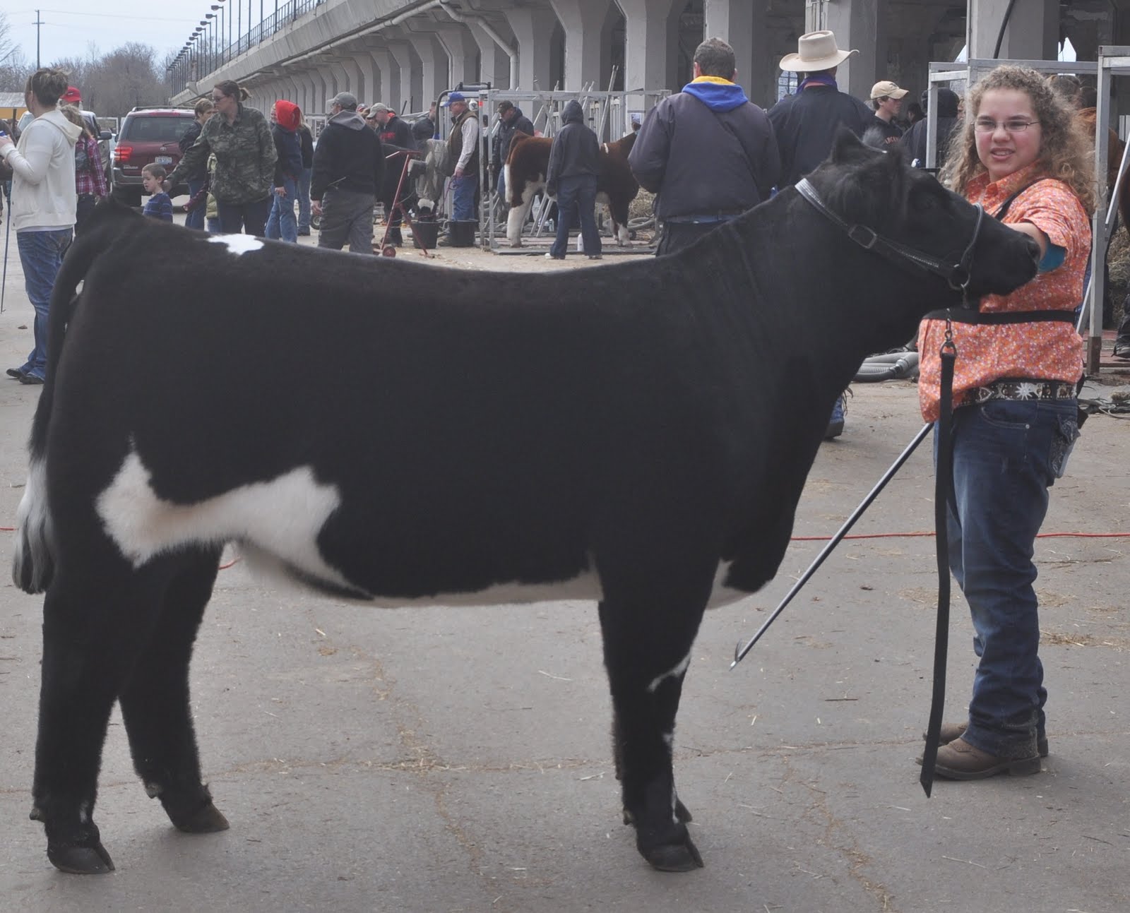 Mainetainer Class 222 Winner Ohio Beef Expo | Matt Lautner Cattle