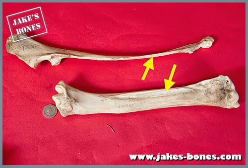 The three skeleton mystery : Jake's Bones
