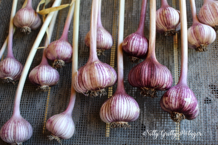 How To Harvest and Cure Garlic For The Best Garlic Ever