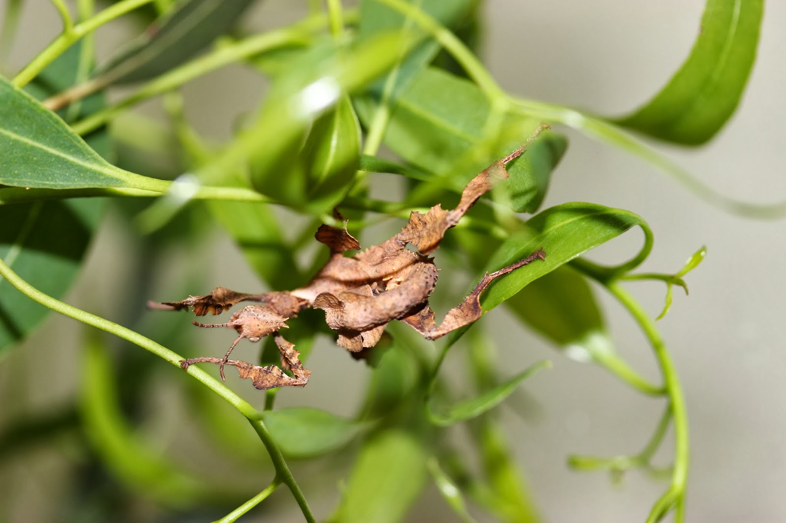 La Trobe Wildlife Sanctuary: Making an insect!