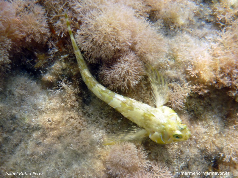 mar menor mar mayor: Aidablennius sphynx. Dormilón en el Mediterráneo