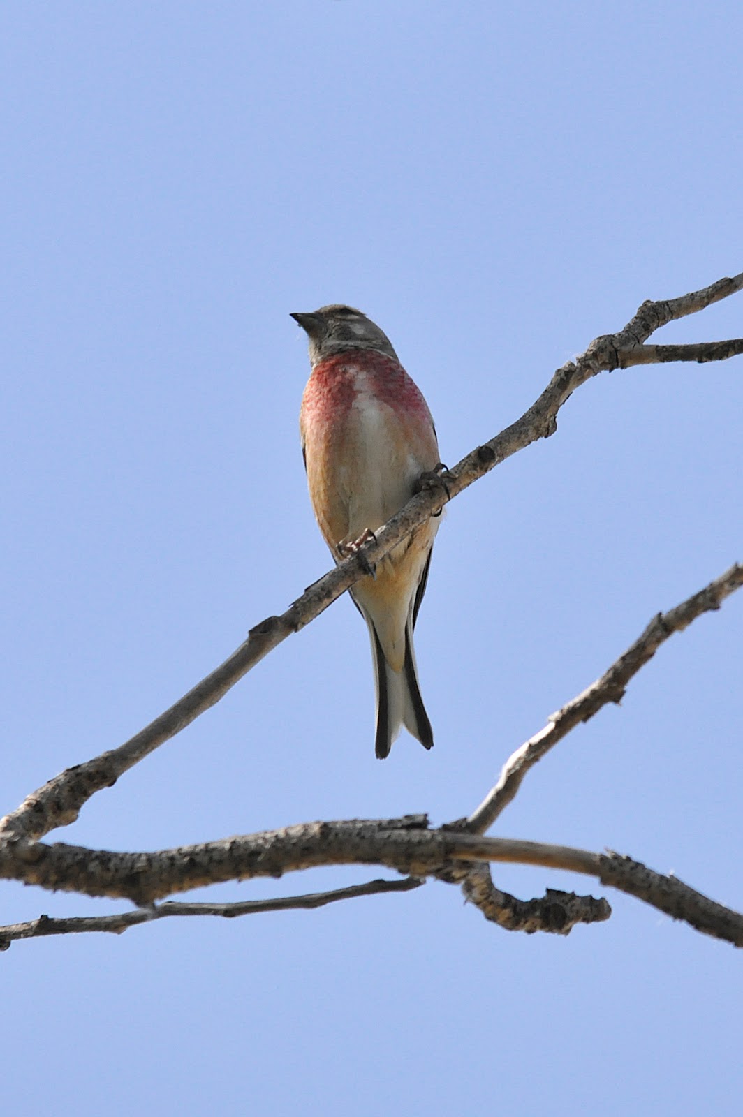 Las Aves del Retiro (sin ir más lejos...): 13/05/12 - 20/05/12