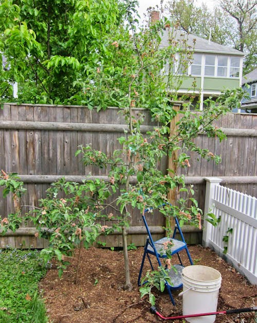 Daphne's Dandelions: Fruit Tree Protection