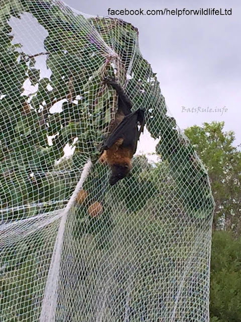 Rescue netting Megabat black Flying-fox Fruit bat