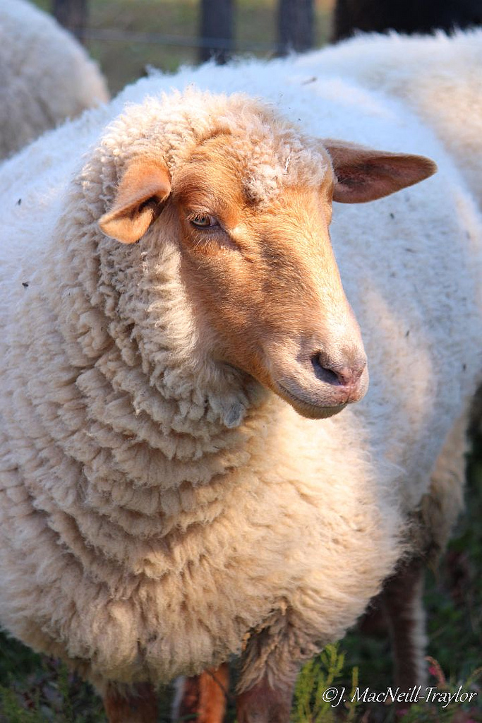 Little Hills Sheep Ranch: About The Tunis Sheep Breed