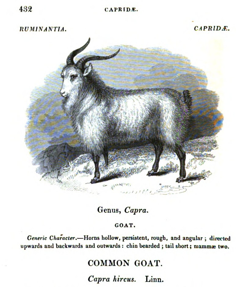 Early Sports and Pop Culture History Blog: Getting Goats, Losing Goats ...