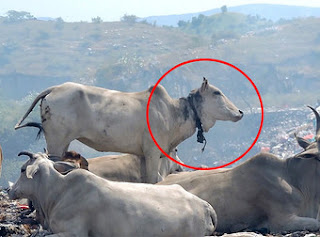 Rescuers Refuse To Give Up On A Cow In Need, Going To Amazing Lengths ...