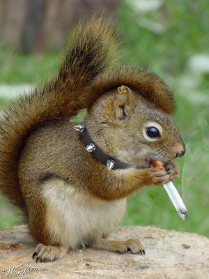 Listening for God: Killed a Squirrel Today