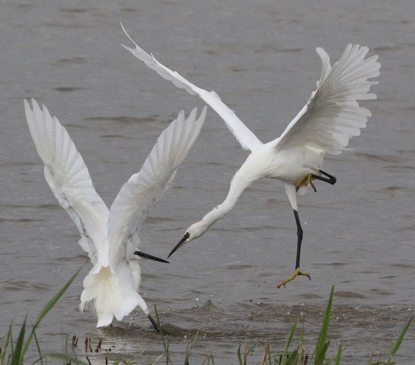 Birding with Flowers: Spurn Migration Festival & Others