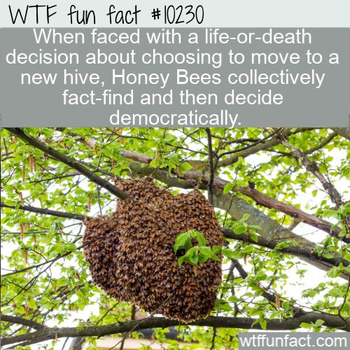 60 MIND BLOWING RANDOM WTF FUN FACTS | Amazing WTF Facts