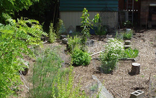 Rotating Chicken Paddocks - What a Relief! | Permaculture, Perennial ...