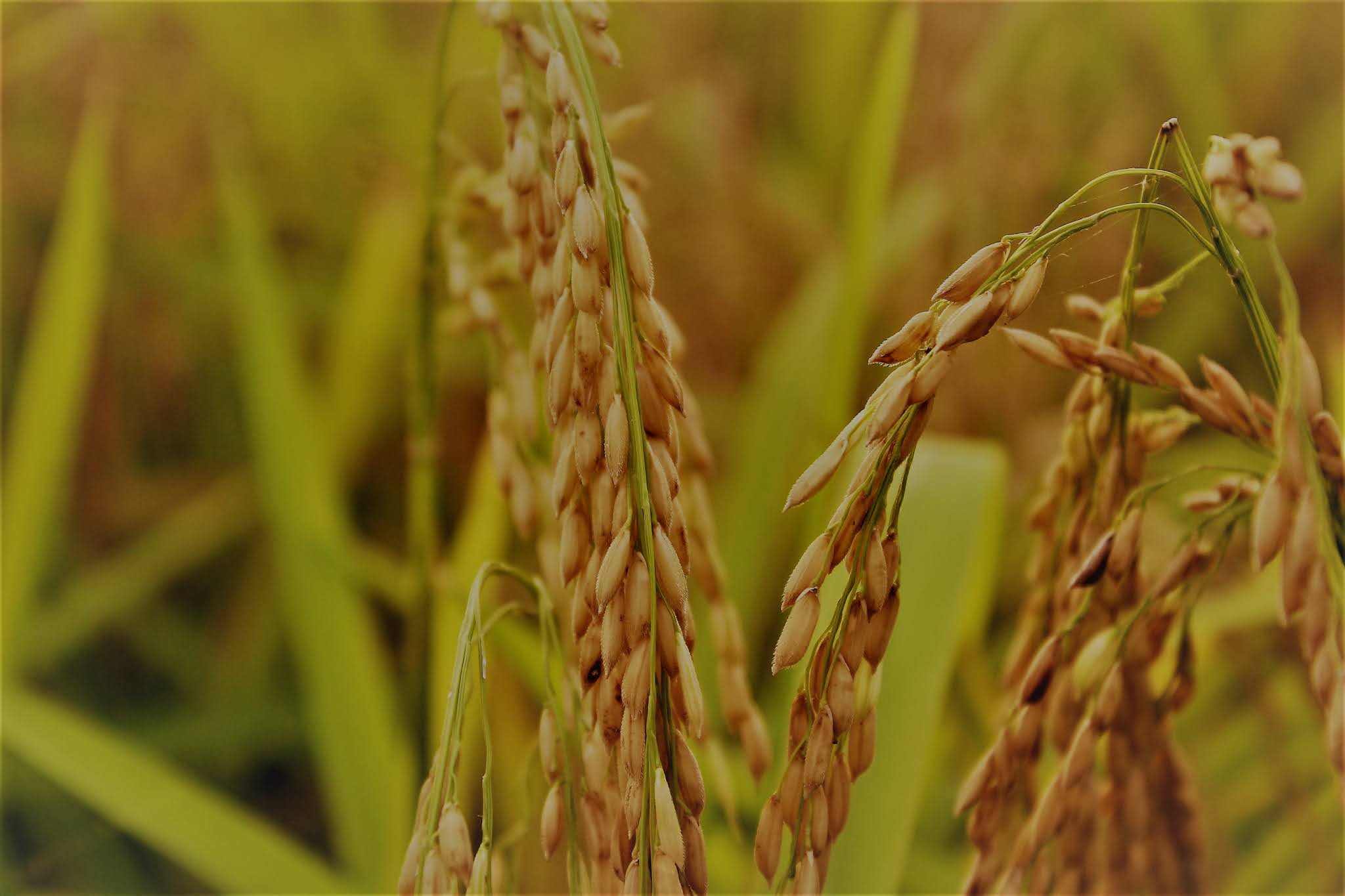 The paddy crop | PhotoGraphy By DHiRENDRA