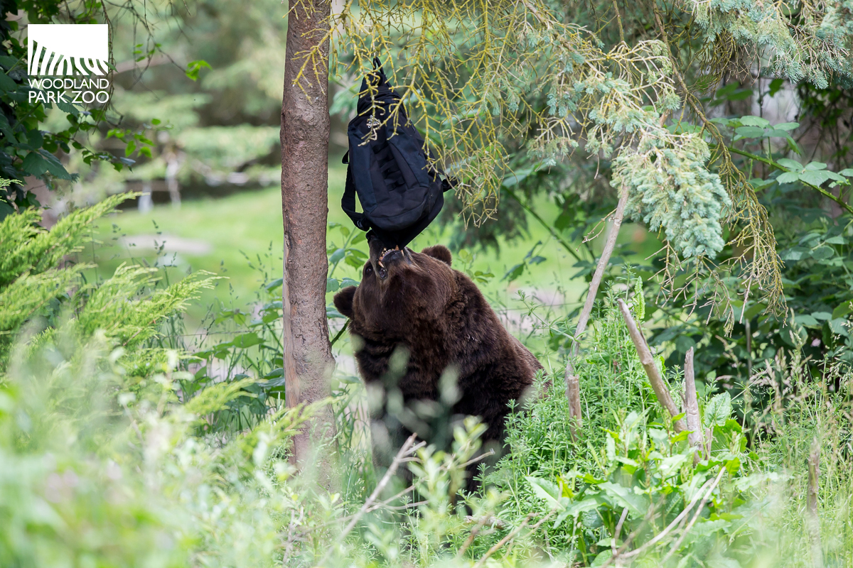 Bear Affair teaches bear smarts in the Northwest