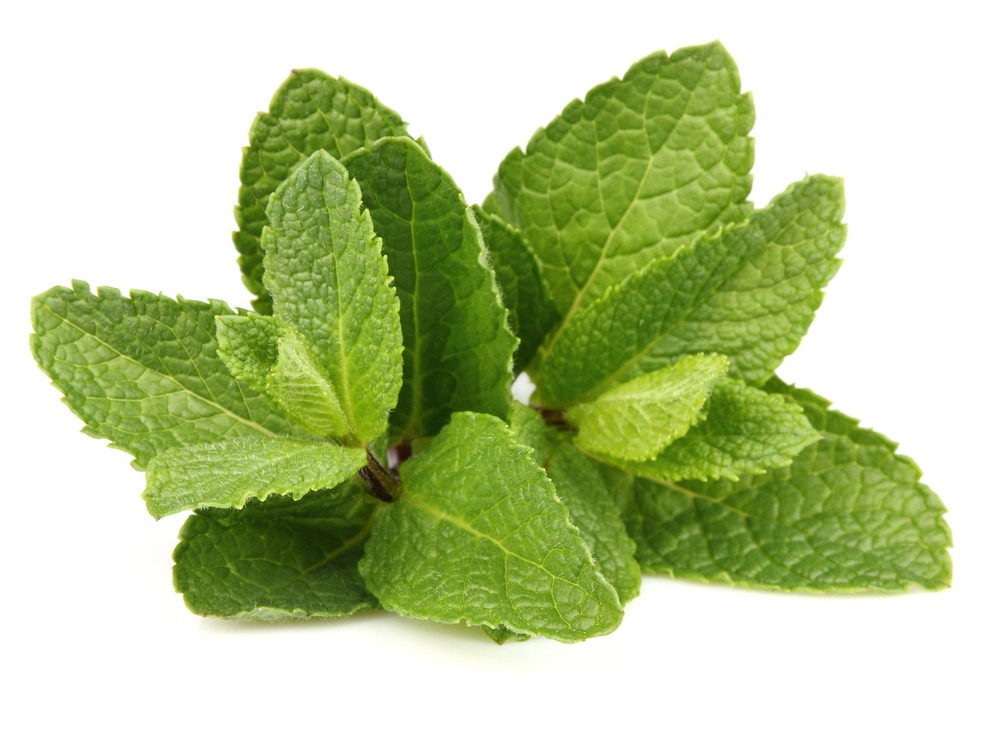 La Menta | Infusiones con múltiples aplicaciones. - La Botica de Franja