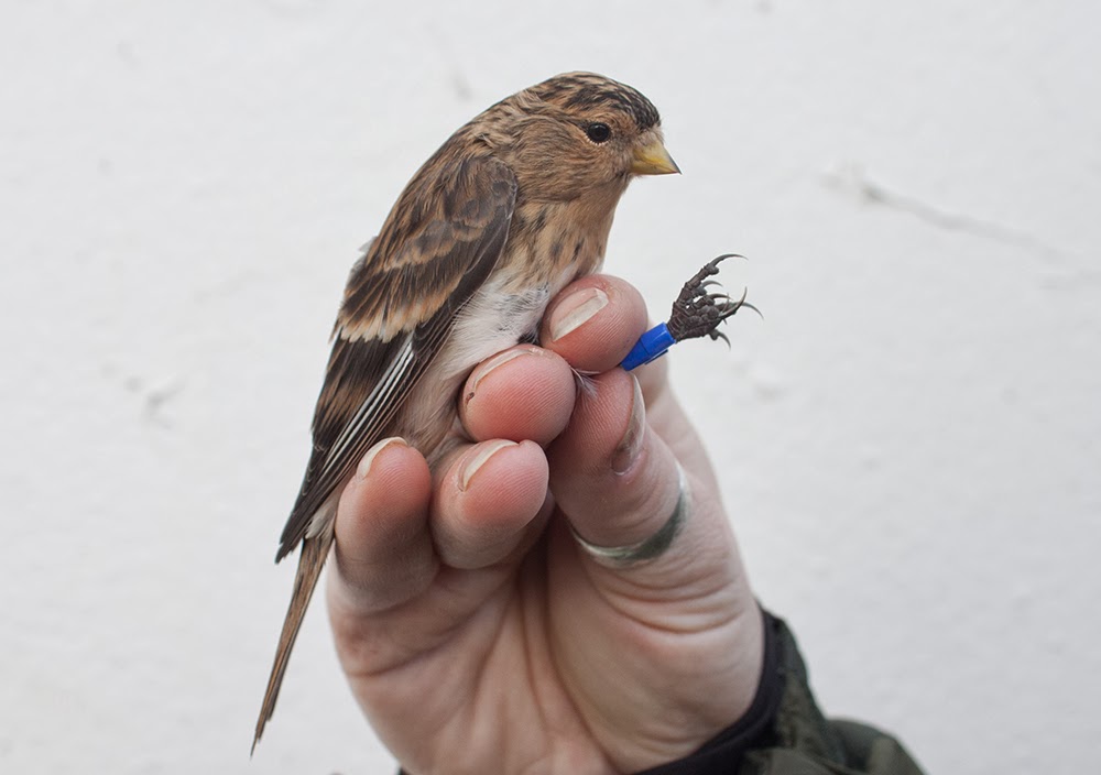 Druridge Diary: November 2013