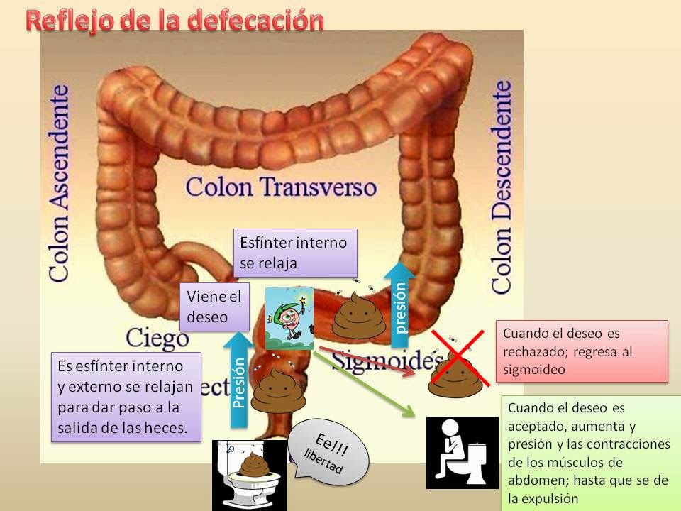 fisiología basica: Reflejo de la defecacion