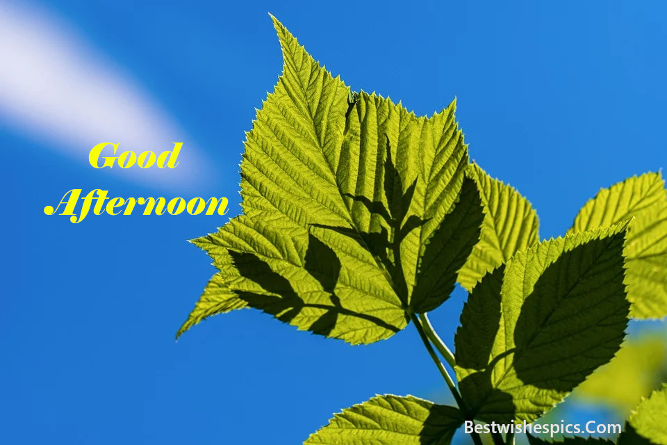 Top 10 Good Afternoon Pictures, Images, greeting ,Photos for Whatsapp ...