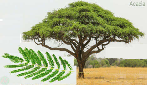 Tree & Plant Species Names & Images | Necessary Vocabulary - Necessary ...