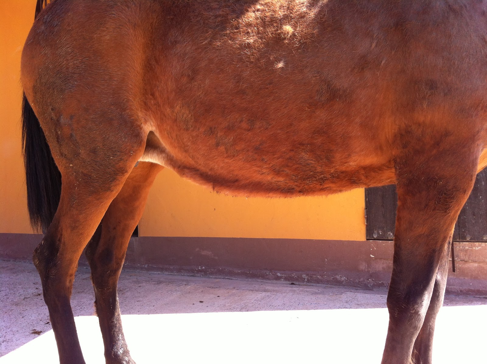 BLOG DE VICENTE PEÑA: Edema por mamitis