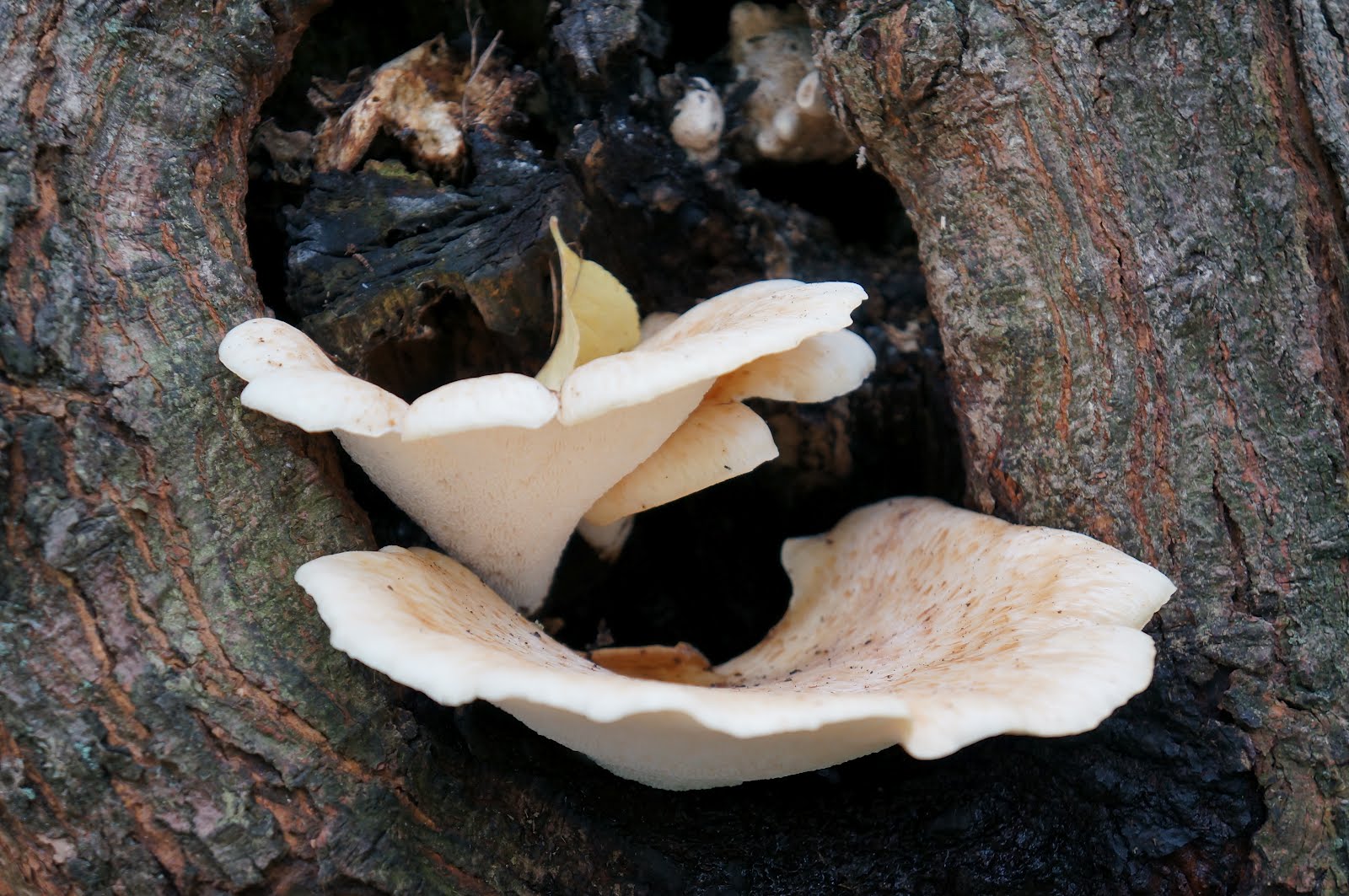 Arista Ramblers: Port Burwell, August 10-12 2012