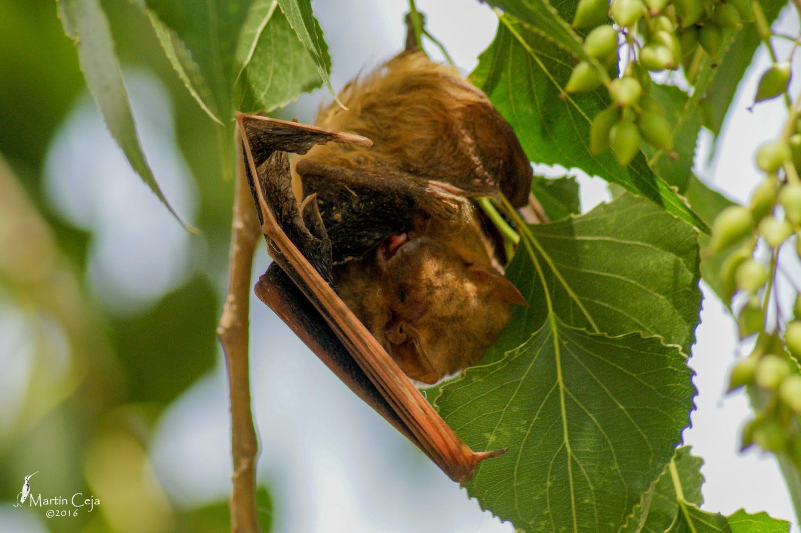 CEJA | Fotografía: Murciélago cola peluda amarillo - Southern Yellow ...