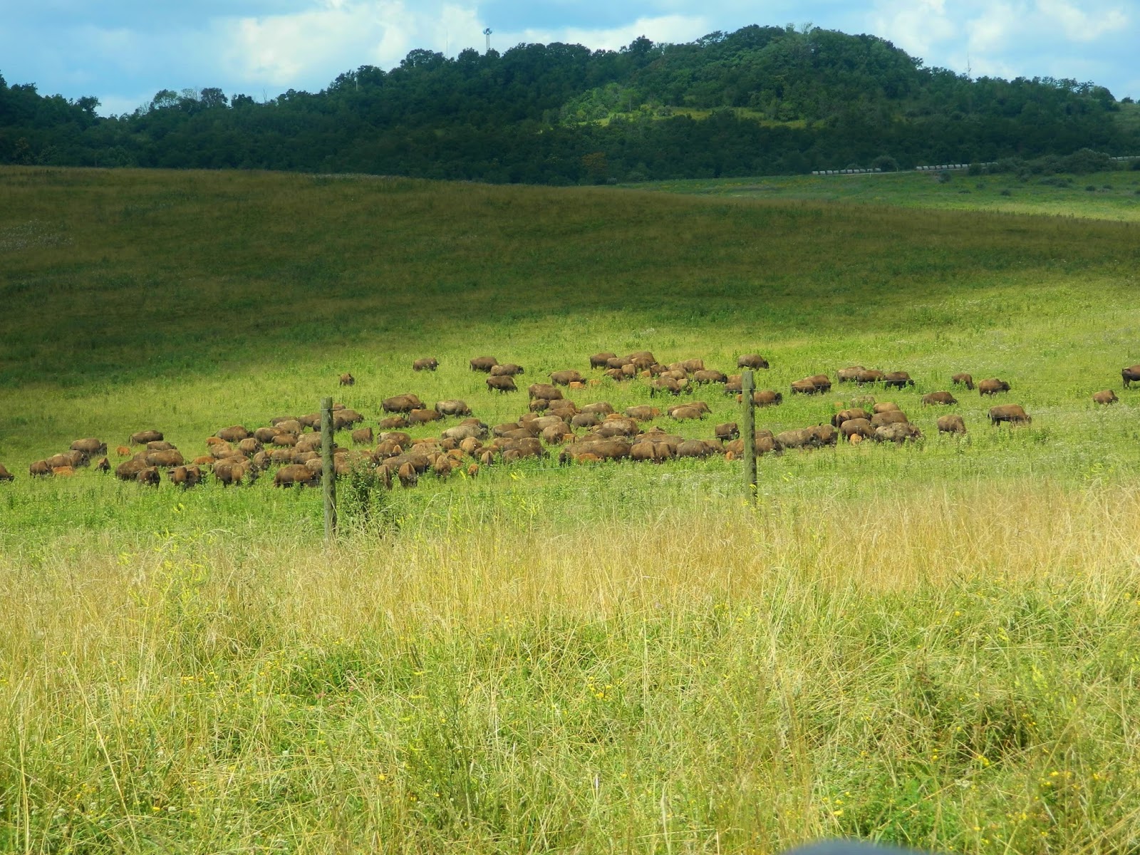 A Visit to The Wilds - Cumberland, Ohio | Family Adventure