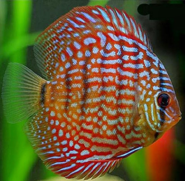 Usaha Ternak Ikan Hias, Menghasilkan Strain Discus Cantik | kumpulan ...