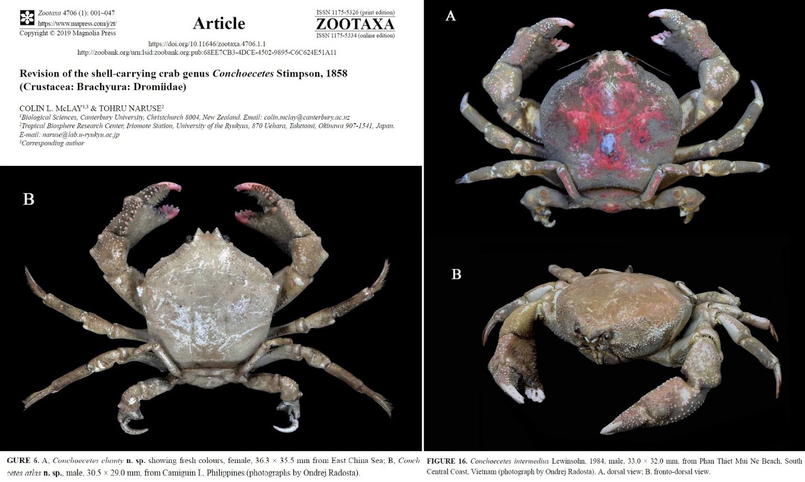 Species New to Science: [Crustacea • 2019] Revision of the Shell ...