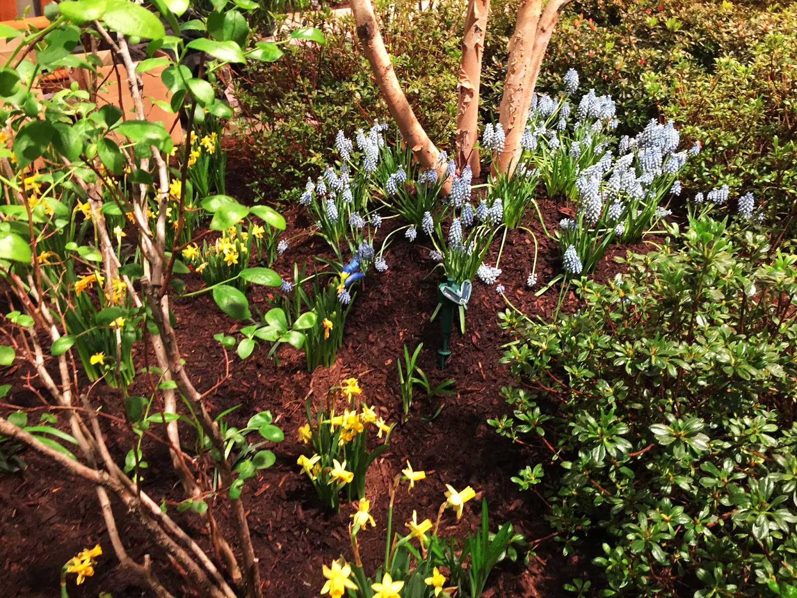 BioArtGal: The Boston Flower Show