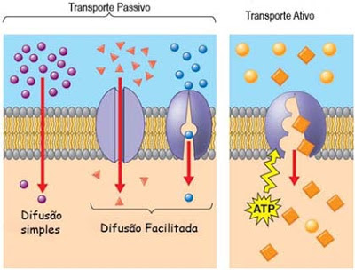 MINHALOGIA: Introdução ao Transporte Através de Membranas