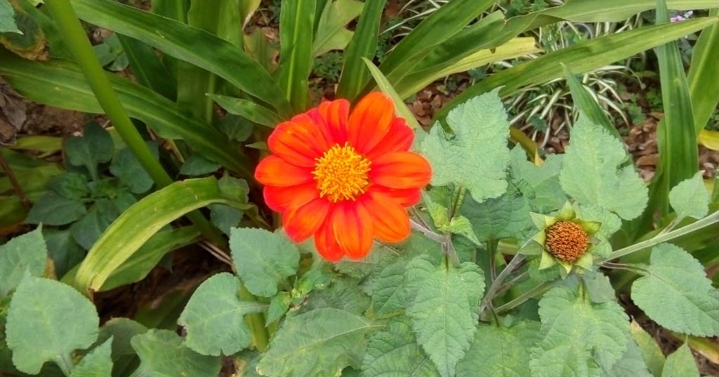 Calendula Officinalis : LA CALENDULA OFFICINALIS Y SUS CARACTERISTICAS
