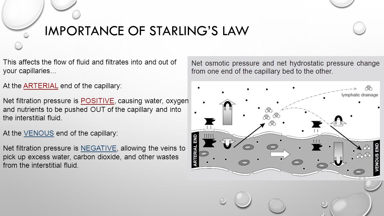 EXAMS AND ME : Starling Forces