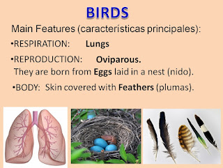 Maestro Eduardo: NS 4th LIVING THINGS. ANIMALS