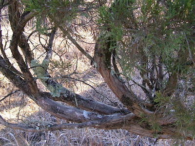 Blue Jay Barrens: Twisted Cedar