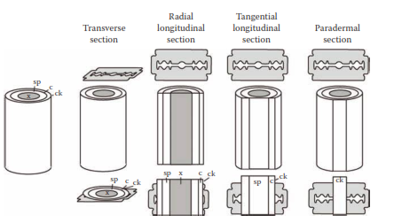 Ratna Dewi Wulaningsih: Anatomi Tumbuhan