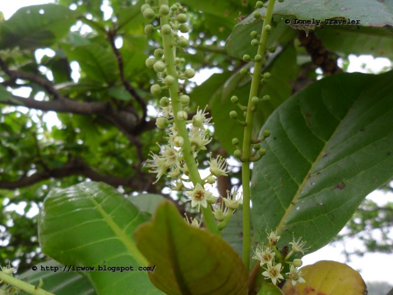 Kath Badam Ful (কাঠ বাদাম ফুল) - Terminalia catappa