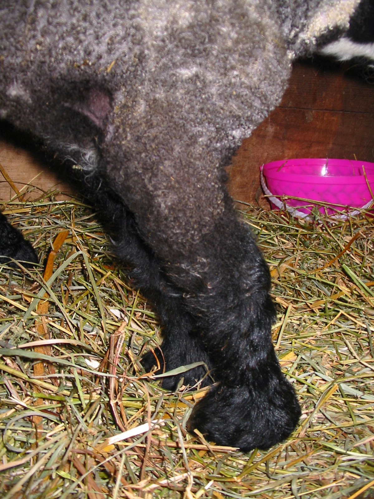 Knee Deep in Sheep: One Week In