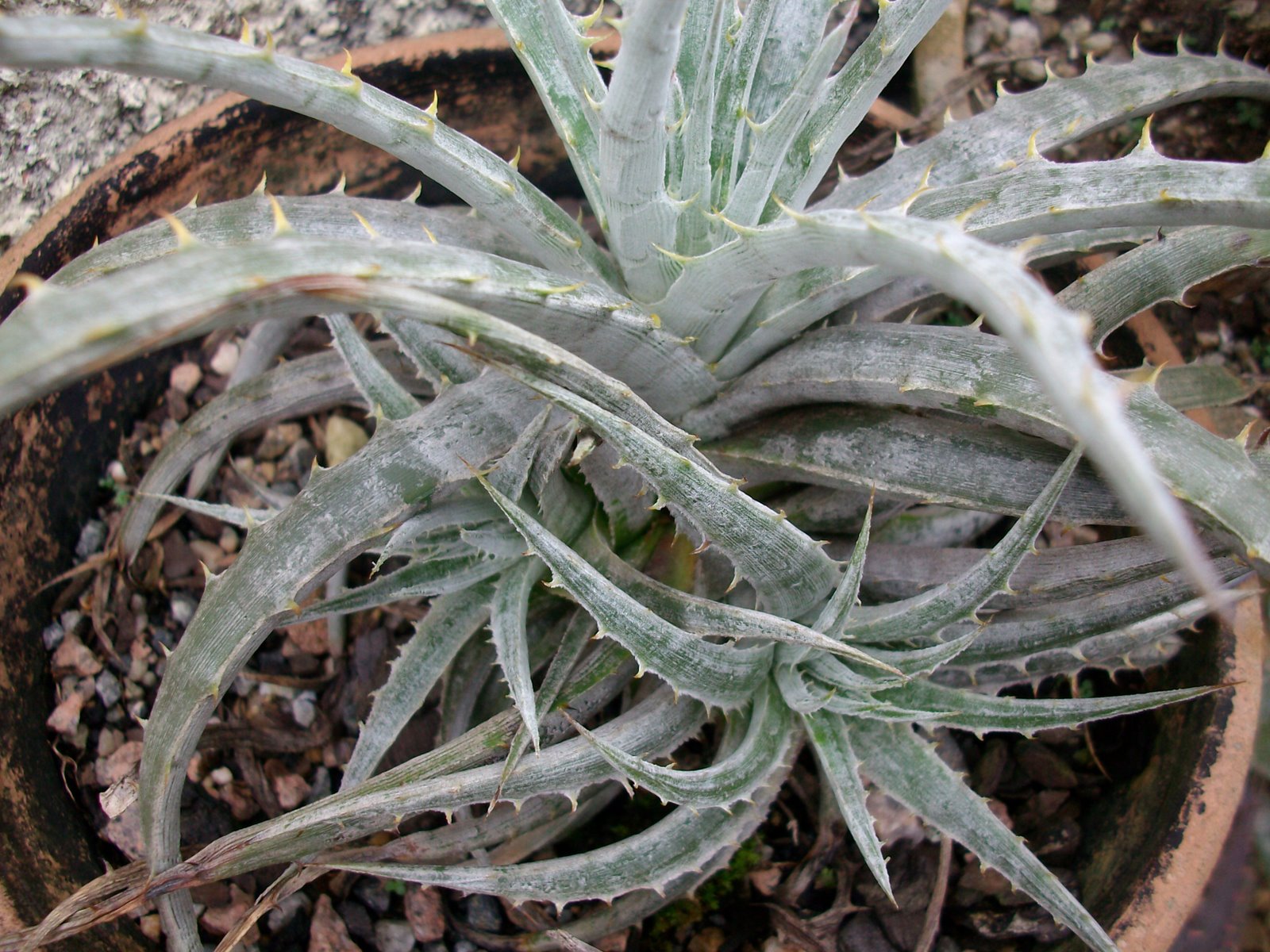 Dyckia Brazil: Not a dyckia! This is a Hechtia sp from Queretaro , Mexico