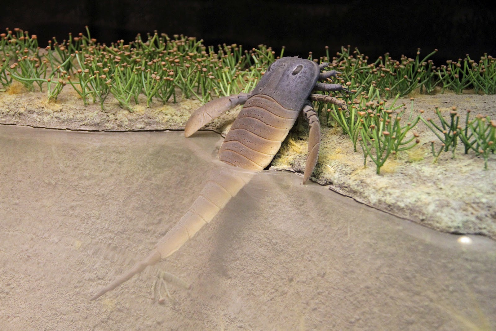 Written In Stone...seen through my lens: The Eurypterid “Eurypterus ...
