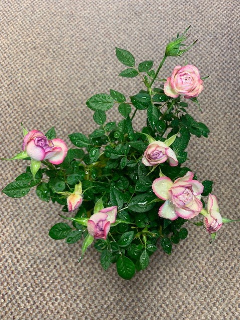 Our Little Cottage in the Big Woods: Mini Rose Bush.