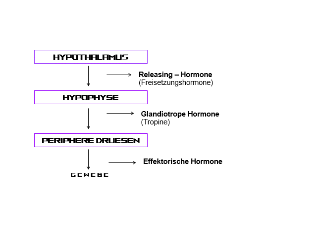 Das Hormonsystem - Teil I