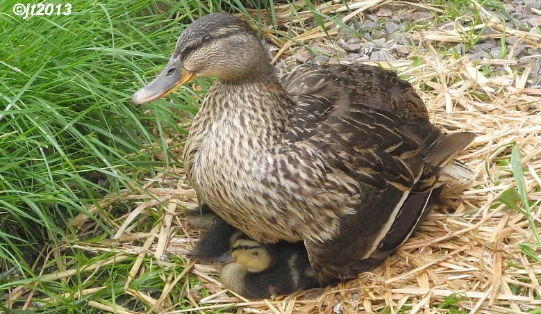 Simply Superb Swans: Delightful Ducks