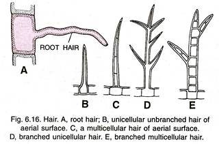 Epidermal Trichomes: