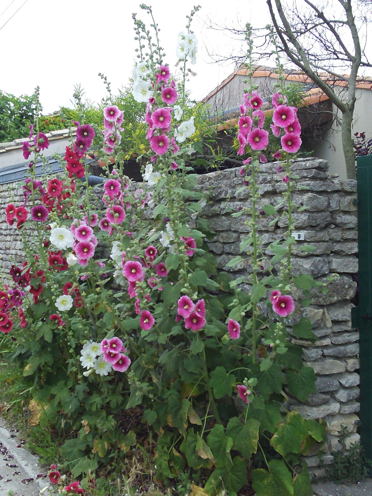 En Verder Alles Goed: Stokrozen