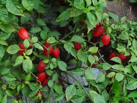 Ajicito Amazónico : Ají piquito de mono el BOOM de las salsas picantes ...