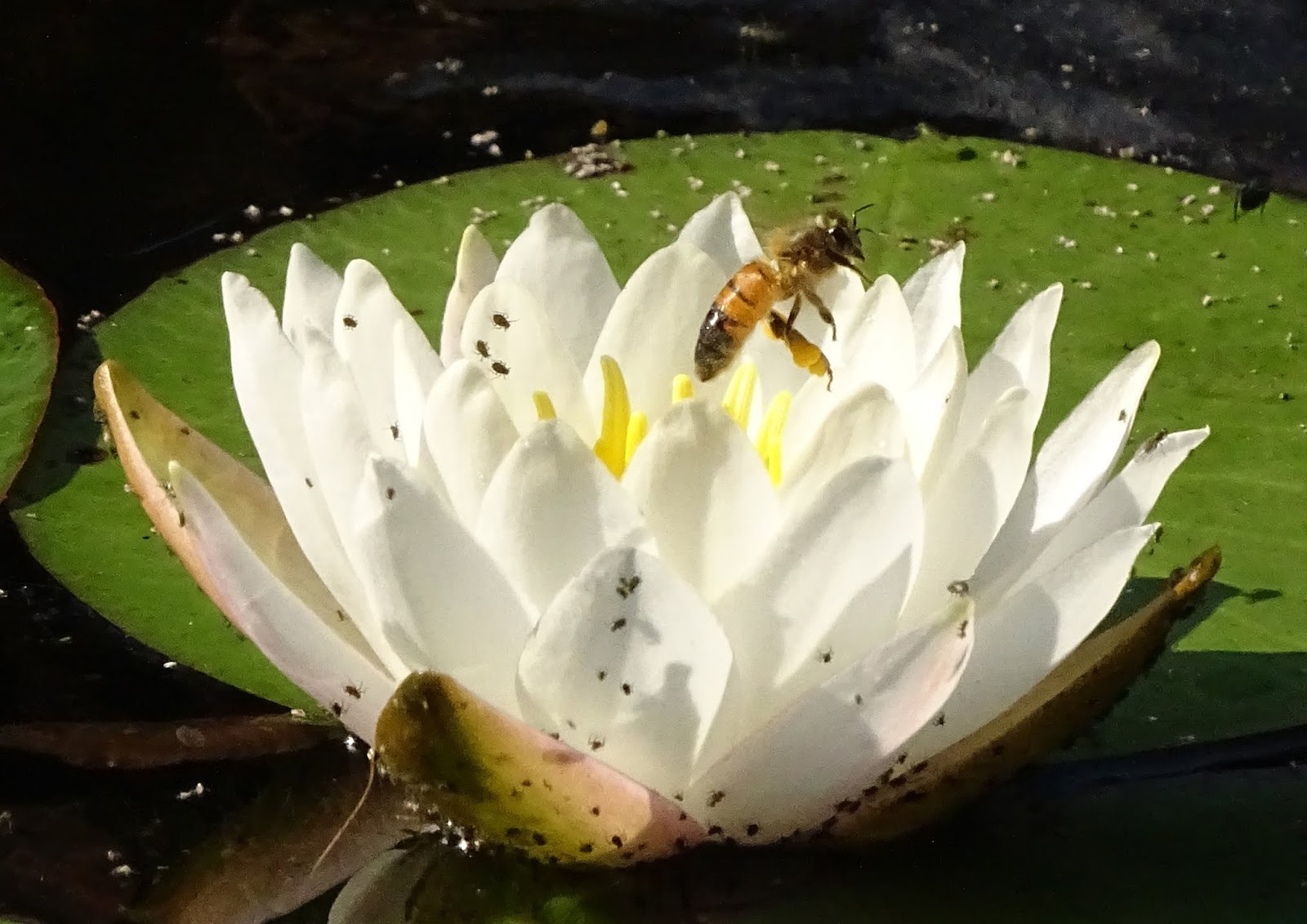 Notes from Halibut Point: Pond Life, Part 4 - Insects