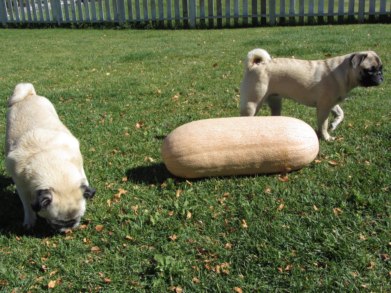 Idaho PugRanch: Dog Hair and Squash