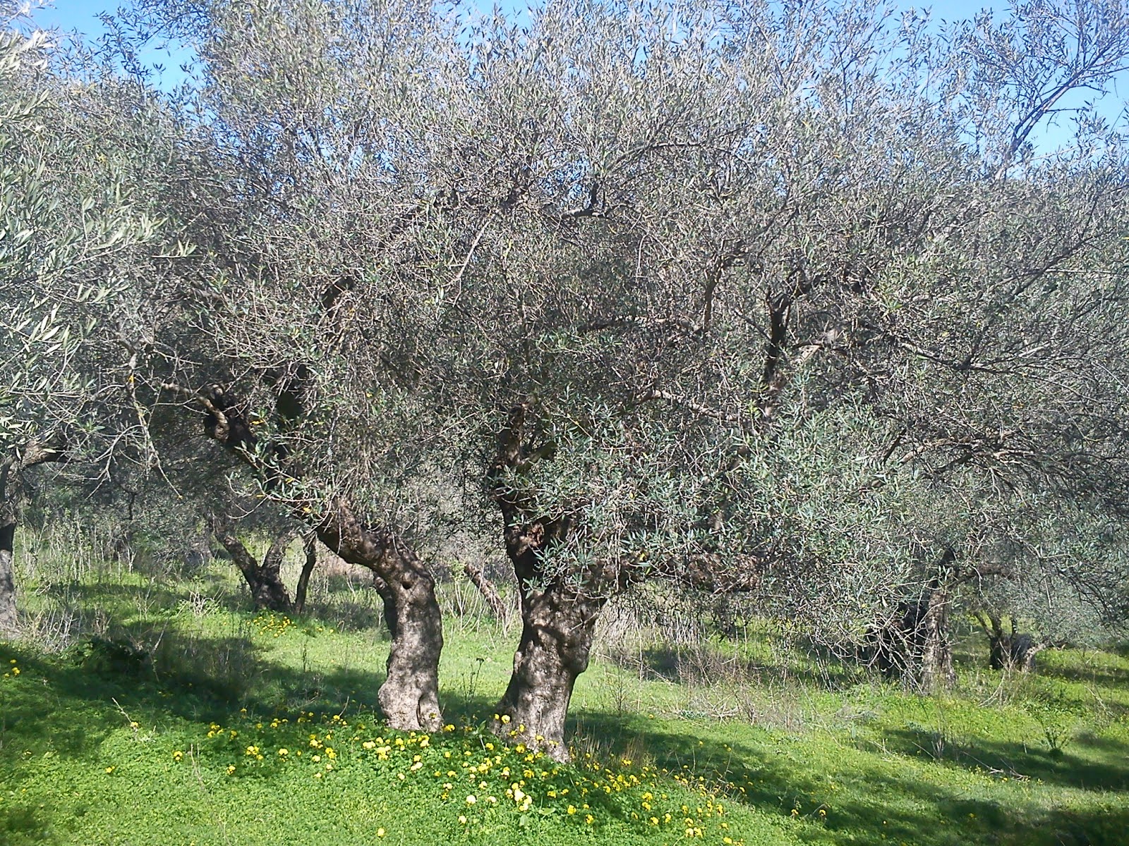 Κρητικό Ελαιόλαδο: Ανανέωση ελαιώνα με κορμοτομή ορισμένων δέντρων