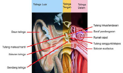 LuthfiAnggiaSastiwi: Indra Pendengaran dan Sistem Sonar pada Makhluk Hidup
